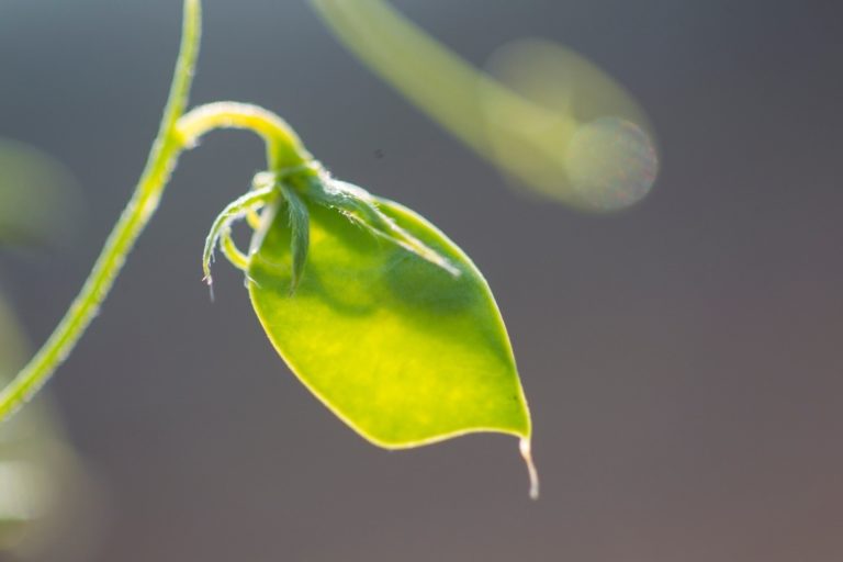 How Lentils are Grown and Contribute to Sustainable Food Systems - we ...
