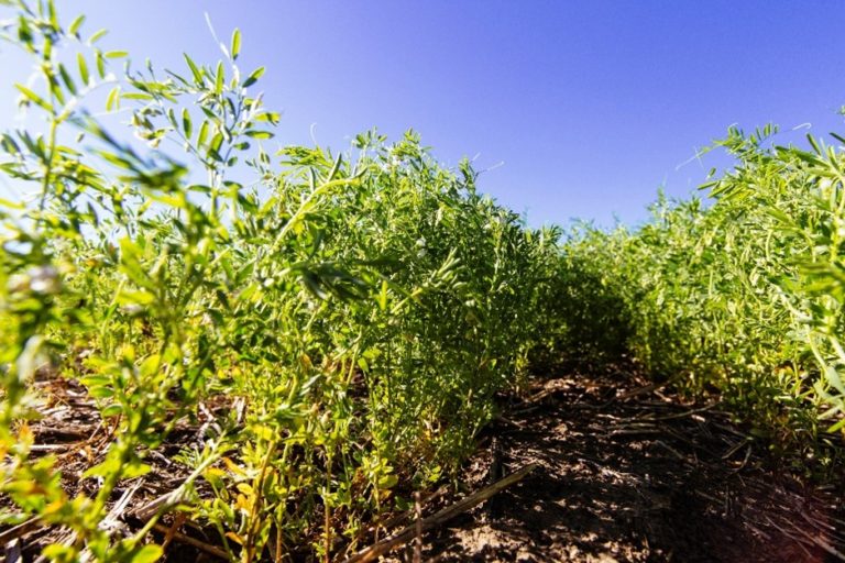 How Lentils are Grown and Contribute to Sustainable Food Systems - we ...